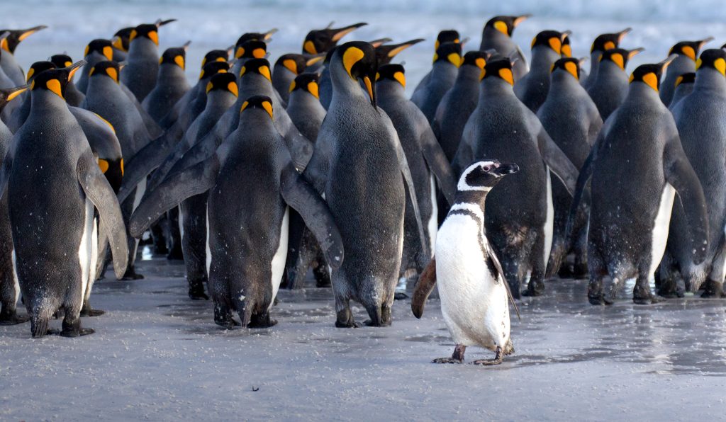 Zigging while others are zagging - Linux Professional Institute (LPI)